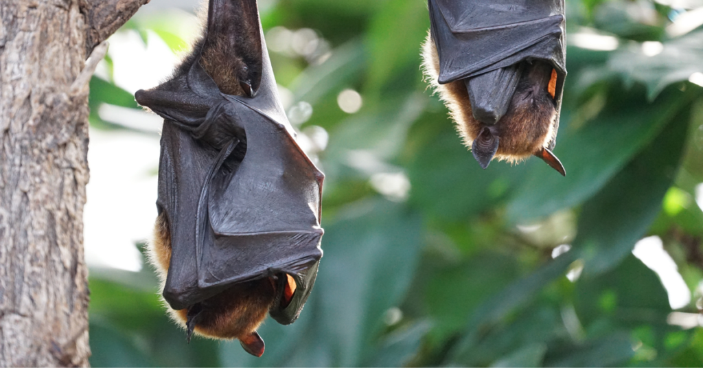 Bat Conservation International: Saving Bats, Protecting Our Planet ...