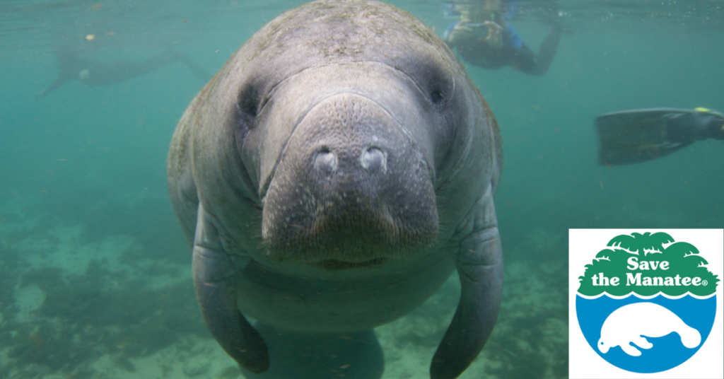 The Save The Manatee Club Is Saving Manatees and Protecting Their Aquatic Habitat – Network For ...