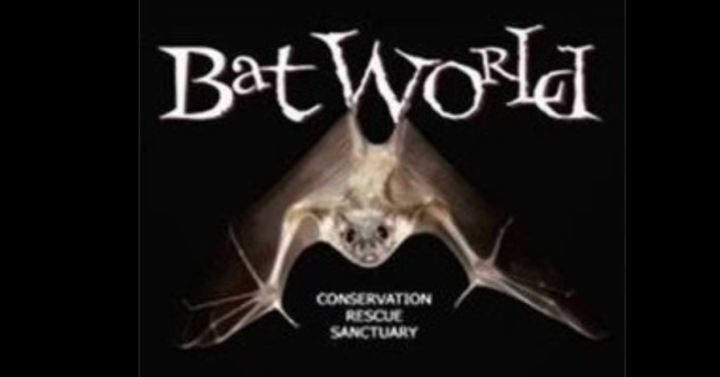 Bat World Sanctuary is The Largest Bat Sanctuary on Earth – Network For ...